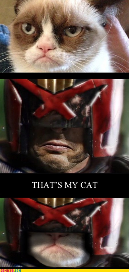 Dredd's Cat - Web Comics - 4koma comic strip, webcomics, web comics