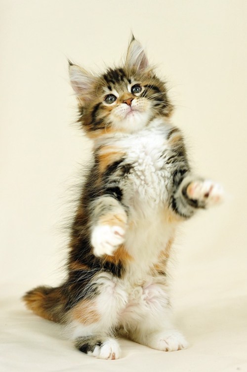 Cyoot Kitteh of teh Day: Rearin' and Ready to Go! - I Can Has Cheezburger?