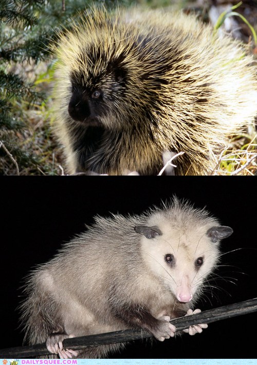 Squee Spree: Porcupine vs. Possum - Daily Squee - Cute Animals - Cute ...