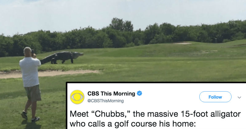 Chubbs The Giant Gator Is A Mythological Beast IRL And Twitter Can't ...