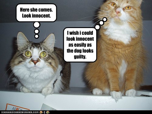 Lolcats - innocent - Page 2 - LOL at Funny Cat Memes - Funny cat ...