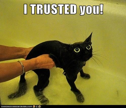 You Betrayed Meeee! - Lolcats - lol | cat memes | funny cats | funny ...