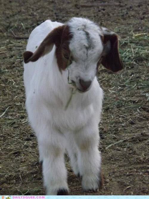 Daily Squee - Page 4 - Cute Animals in the Cutest Pictures Ever and ...