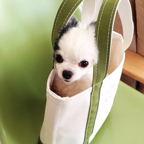 Cyoot Puppy ob teh Day: Chihuahua Tote - I Has A Hotdog - Dog Pictures ...