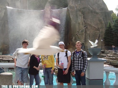 Bird Bomb - Photobombs - photobomb that guy