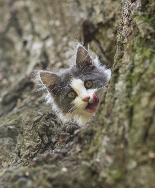 Cyoot Kitteh of teh Day: Peekaboo! - I Can Has Cheezburger?