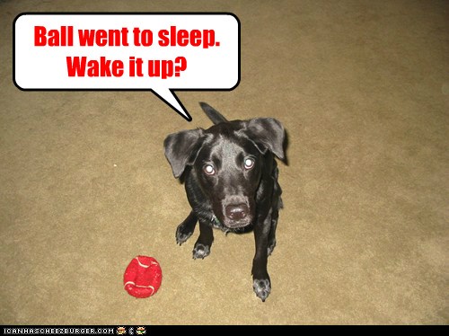 Wake Up My Ball! I Want to Play! - I Has A Hotdog - Dog Pictures ...