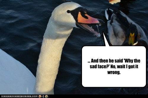 Swans Really Can't Tell Jokes - Animal Comedy - Animal Comedy, funny ...