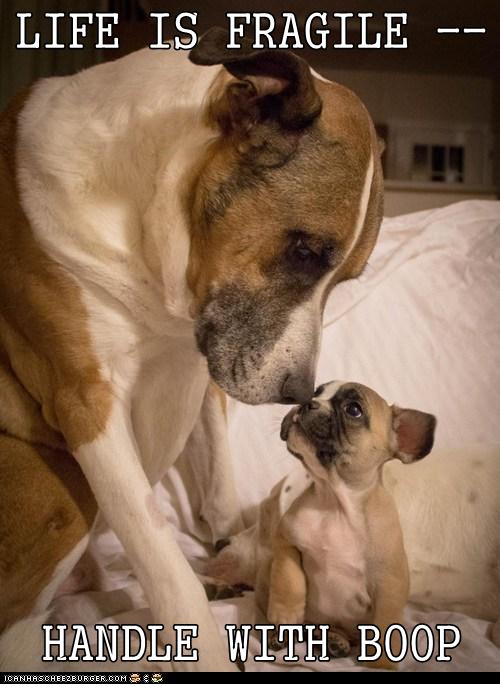 Boop With Care - I Has A Hotdog - Dog Pictures - Funny pictures of dogs ...