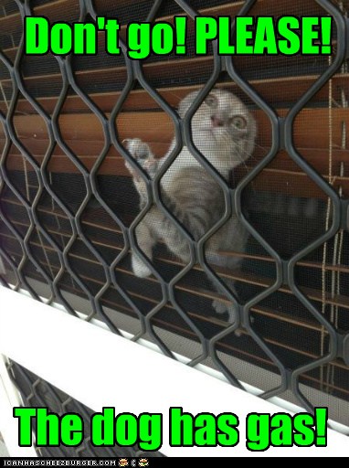 Take Me With You! - Lolcats - lol | cat memes | funny cats | funny cat ...