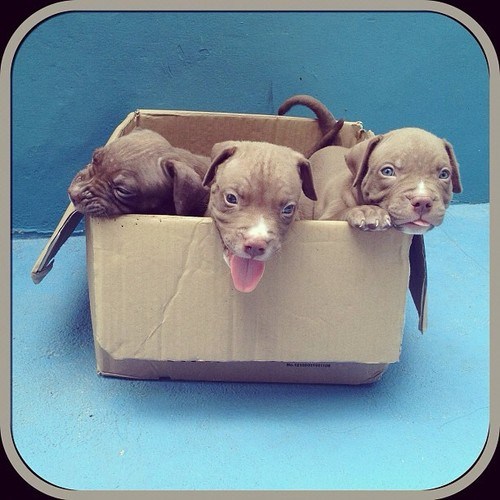Cyoot Puppy ob teh Day: Box ob Pitties! - I Has A Hotdog - Dog Pictures ...