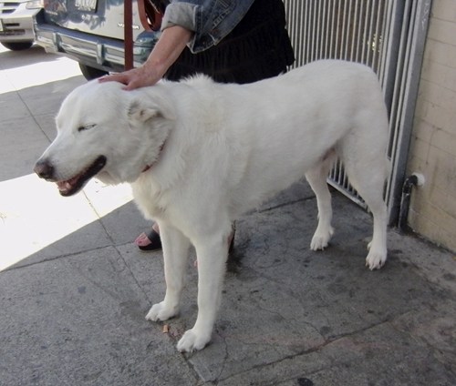 Akbash Is A Mixed Breed