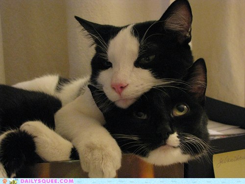 Reader Squee: I'll Never Let You Go! - Daily Squee - Cute Animals ...