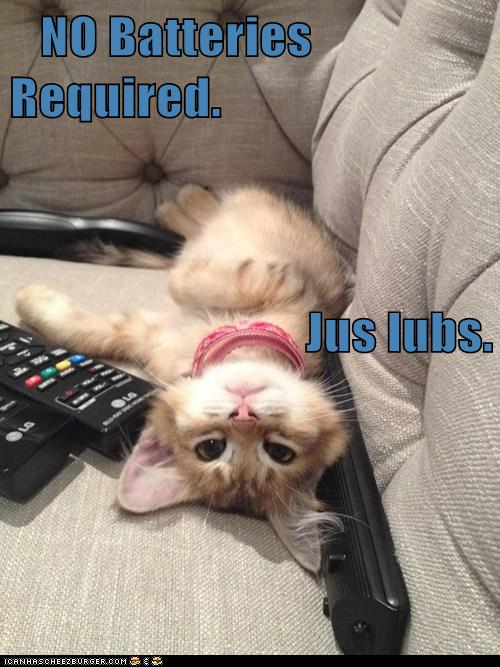 That's all I Need! - Lolcats - lol | cat memes | funny cats | funny cat ...
