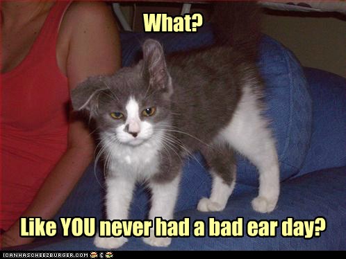 Uhm... No, Akshully - Lolcats - lol | cat memes | funny cats | funny ...