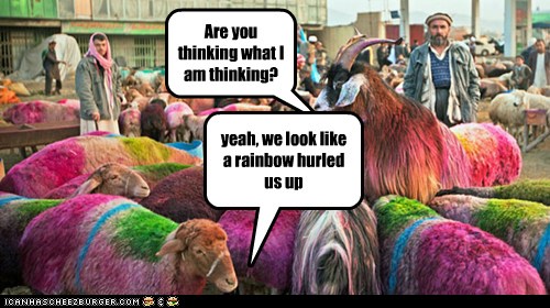 It's All Anybody Can Think About - Animal Comedy - Animal Comedy, funny ...