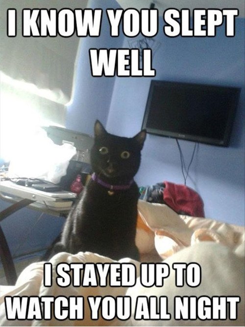 Stalker Girlfriend Cat Makes Sure You Get Your Rest - Memebase - Funny ...