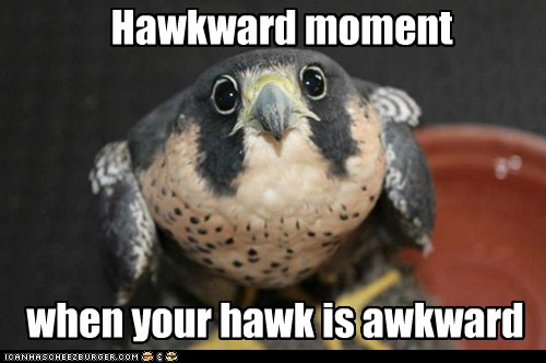 Pretty Self Explanatory, Actually - Animal Comedy - Animal Comedy ...