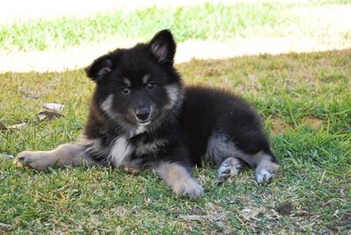 Cyoot Puppy ob teh Day: Fluffy Lapphund - I Has A Hotdog - Dog Pictures ...