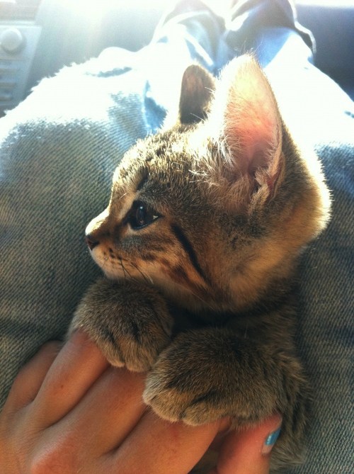 Cyoot Kitteh of teh Day: PAWSES - I Can Has Cheezburger?