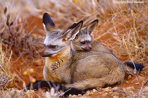 Squee Spree: Mother and Cub - Daily Squee - Cute Animals - Cute Baby ...