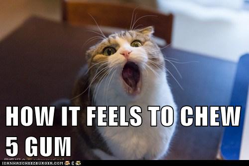HOW IT FEELS TO CHEW 5 GUM - Lolcats - lol | cat memes | funny cats ...