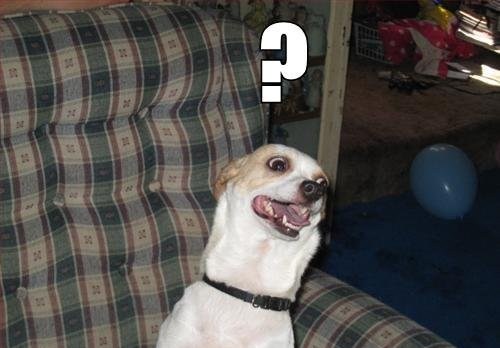 And The Winner of America's Favorite Dog Breed Is... - I Has A Hotdog ...