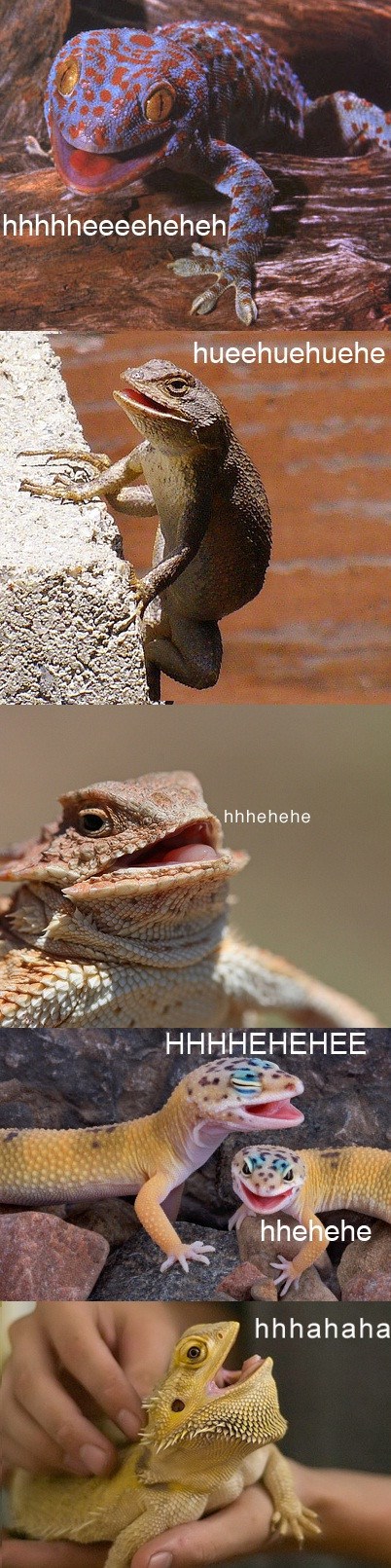 What on Earth are These Lizards Laughing At? - I Can Has Cheezburger?