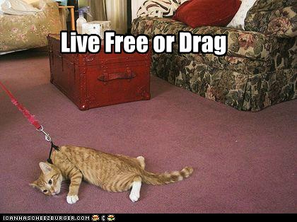 Lolcats - drag - LOL at Funny Cat Memes - Funny cat pictures with words ...