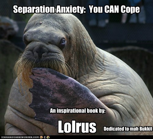 I Can Has Cheezburger? - bukkit - Funny Animals Online - Cheezburger