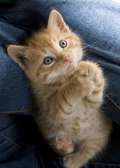 Cyoot Kitteh of teh Day: Paws Up! - I Can Has Cheezburger? - Funny Cats ...