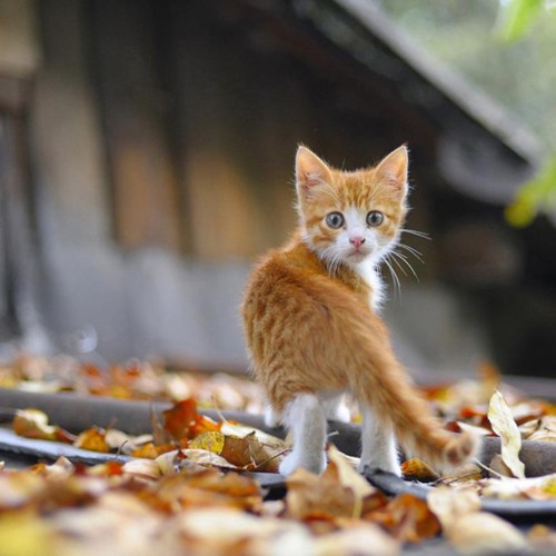 Cyoot Kitteh of teh Day: Whassat?! - I Can Has Cheezburger?