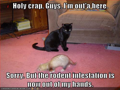 Everyone Has a Limit - Animal Comedy - Animal Comedy, funny animals ...