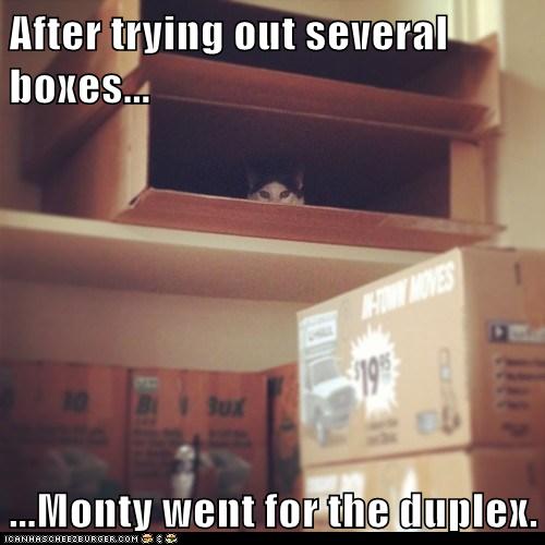 Time to Make This Box a Home! - Lolcats - lol | cat memes | funny cats ...