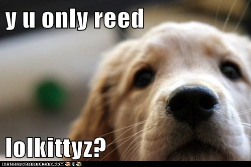 I Can Has Cheezburger? - loldogs - Funny Animals Online - Cheezburger