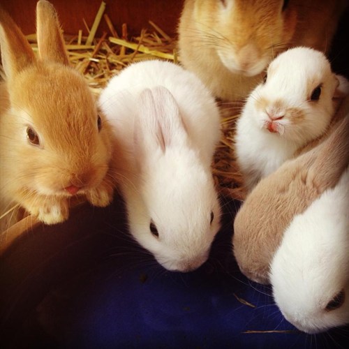 Reader Squee: Baby Bunnies - Daily Squee - Cute Animals - Cute Baby ...