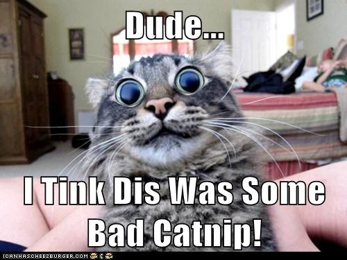 Bad Trip! - Lolcats - lol | cat memes | funny cats | funny cat pictures ...