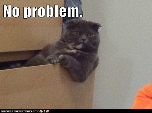 I Ain't Even Bothered, Bro! - Lolcats - lol | cat memes | funny cats ...