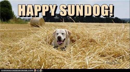 Happy Sundog! - I Has A Hotdog - Dog Pictures - Funny pictures of dogs ...