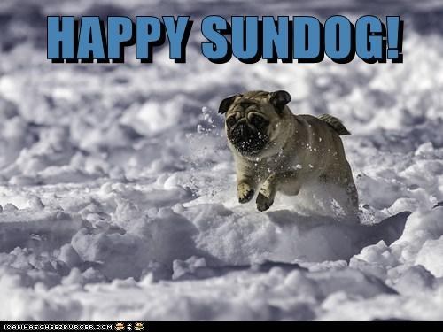 Happy Sundog! - I Has A Hotdog - Dog Pictures - Funny pictures of dogs ...