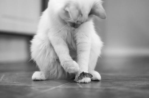 Cyoot Kitteh of teh Day: Tiny Friend - I Can Has Cheezburger?