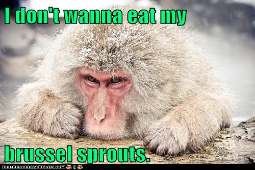 You Don't Have to, You're a Snow Monkey - Animal Comedy - Animal Comedy ...