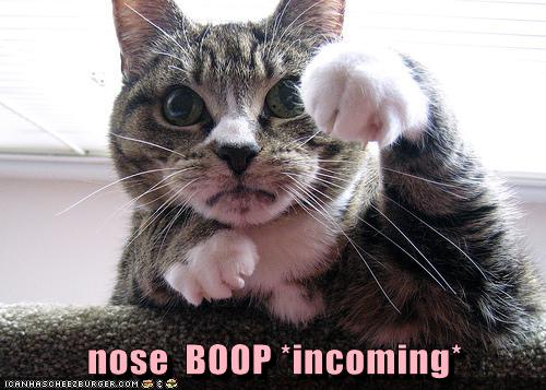 Prepare for Boops! - Lolcats - lol | cat memes | funny cats | funny cat ...