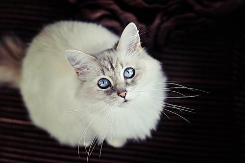 Cyoot Kitteh of teh Day: Baby Blues - I Can Has Cheezburger?