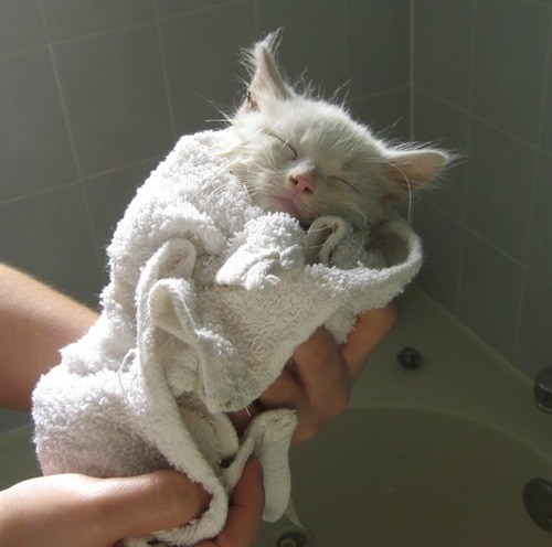 Cyoot Kitteh of teh Day: Bathtime Bliss - I Can Has Cheezburger?