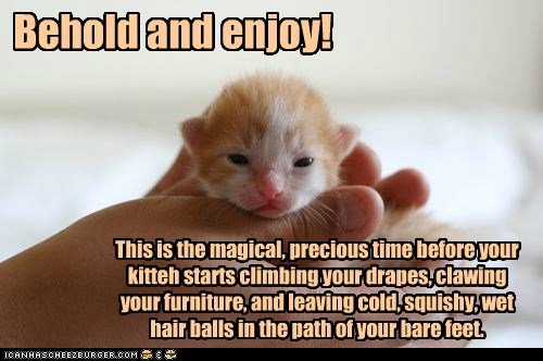 Enjoy This Time While it Lasts! - Lolcats - lol | cat memes | funny ...
