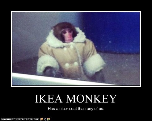 Monkey Fur Coat Meme – Tradingbasis