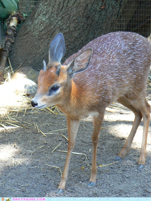 Whatsit: Four-Legged Whatchamacallit - Daily Squee - Cute Animals ...