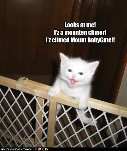 Lolcats - climb - LOL at Funny Cat Memes - Funny cat pictures with ...