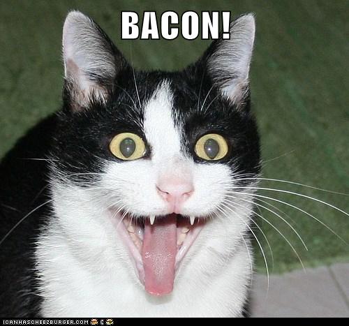 BACON! - Lolcats - lol | cat memes | funny cats | funny cat pictures ...